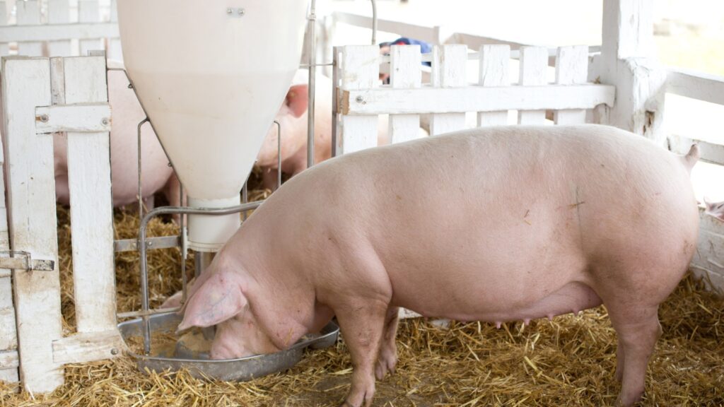 Pig feeds for sale - Starter, sow and finisher feeds