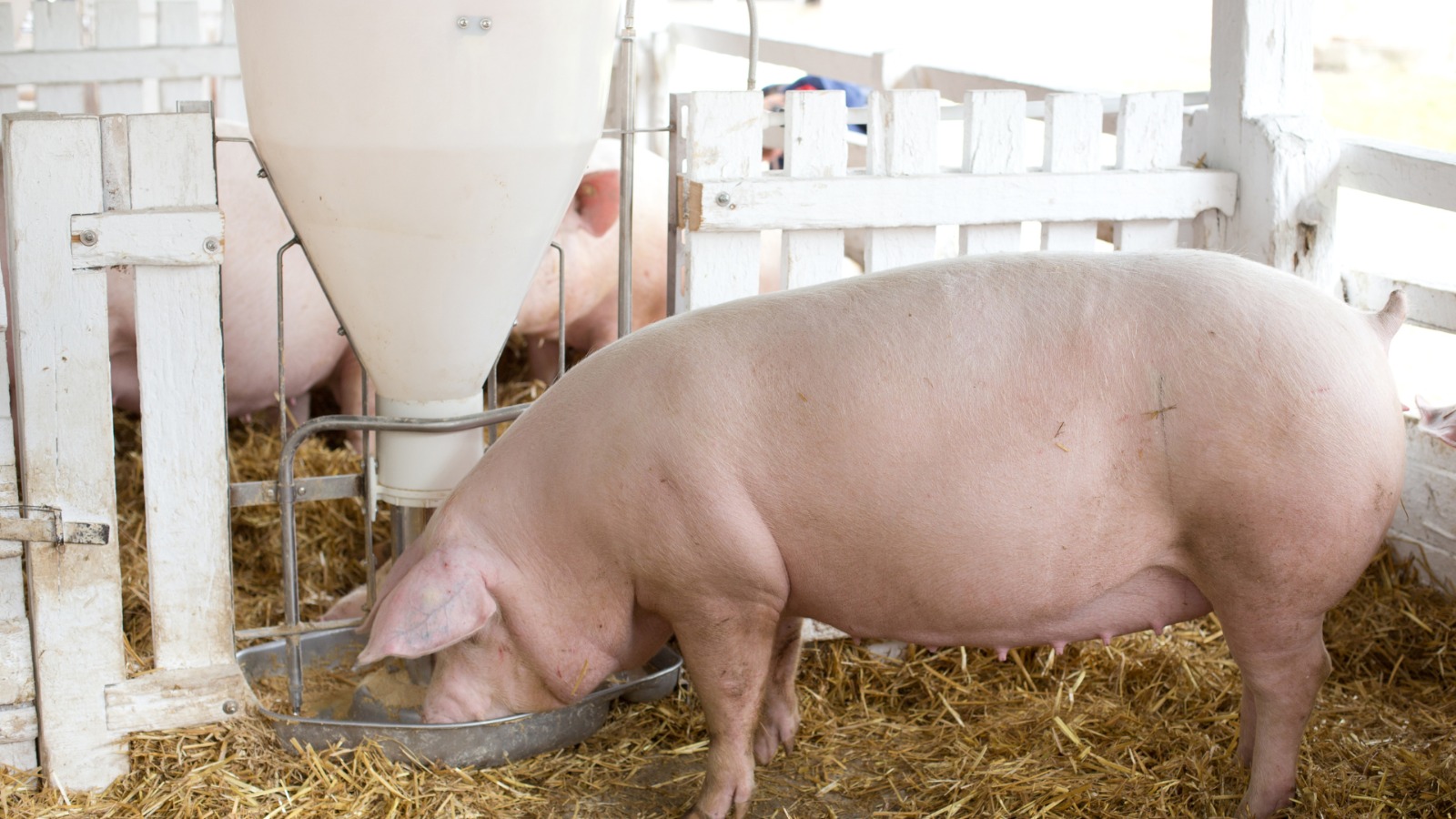 Pig feeds for sale - Starter, sow and finisher feeds